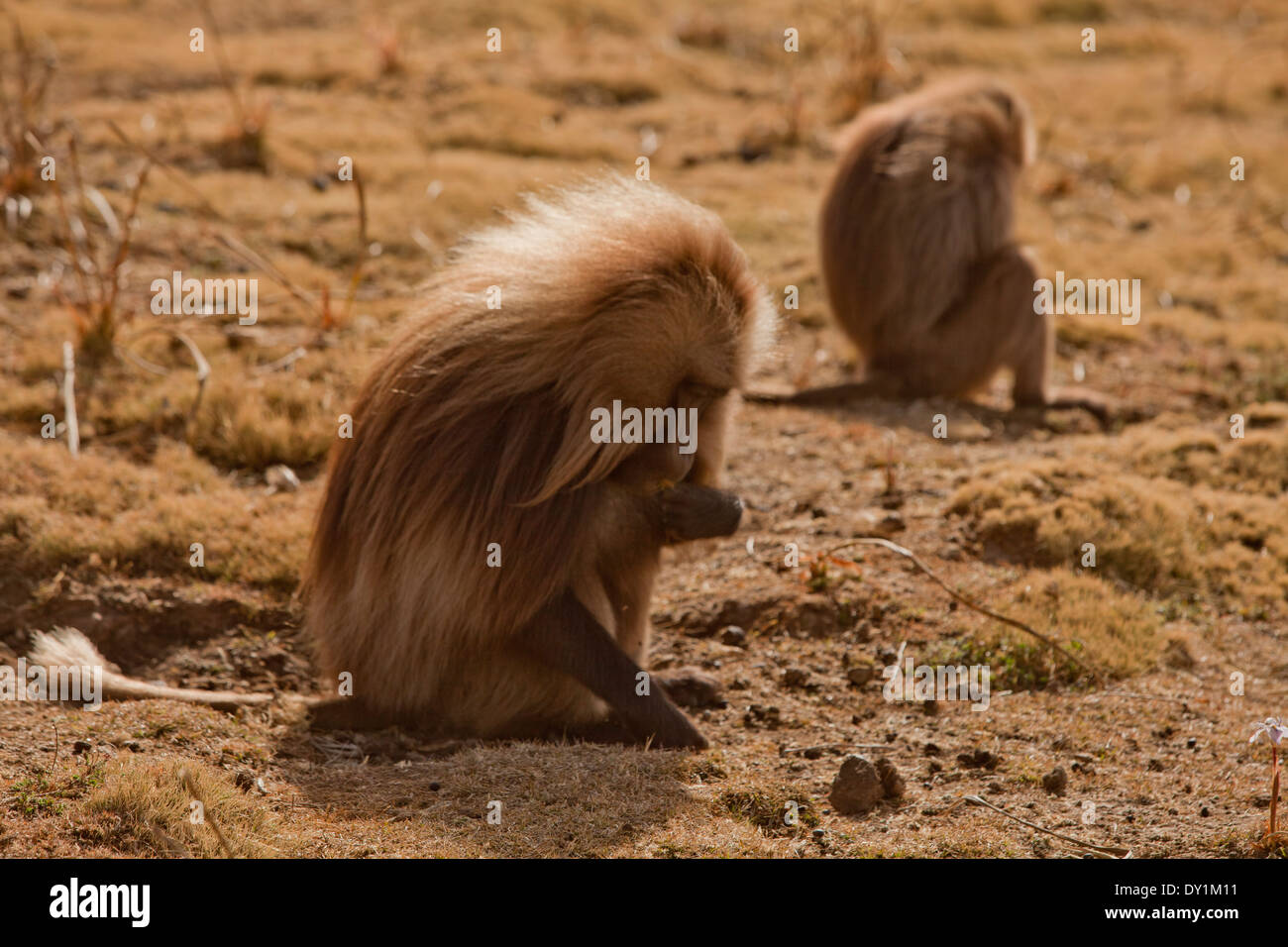 Gelada Monkeys Eating Grass in Ethiopian Africa Mountains Stock Photo ...