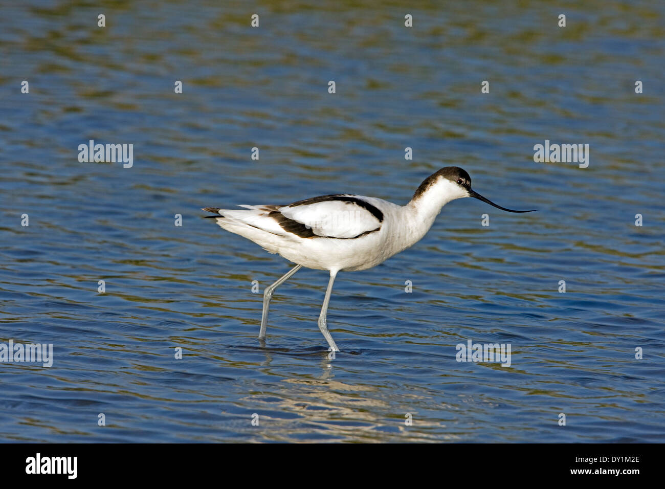 Pied Avocet (Recurvirostra avosetta) in the water, north Israel Stock ...