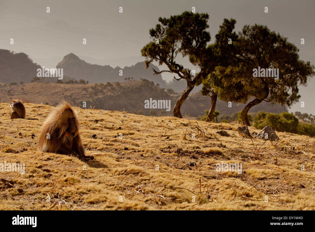 Gelada Monkeys eating Grass in Ethiopian Africa Mountains trees Stock ...