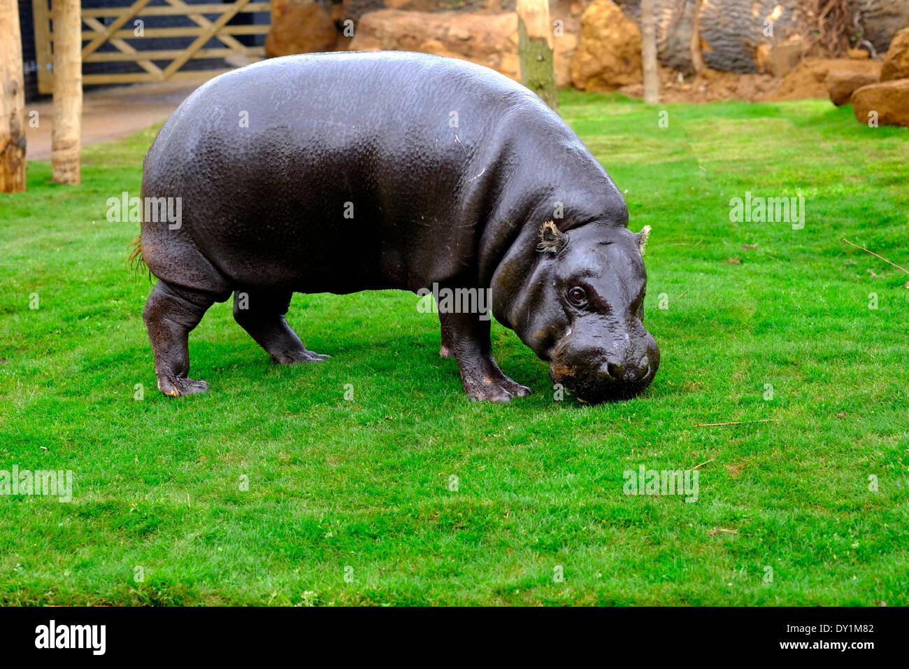 London, UK. 3rd April 2014. Pygmy Hippos explore their new enclosure at ...