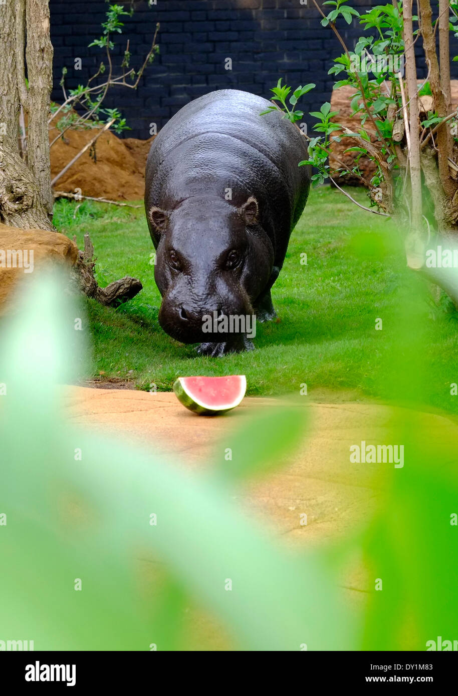 London, UK. 3rd April 2014. Pygmy Hippos explore their new enclosure at ...