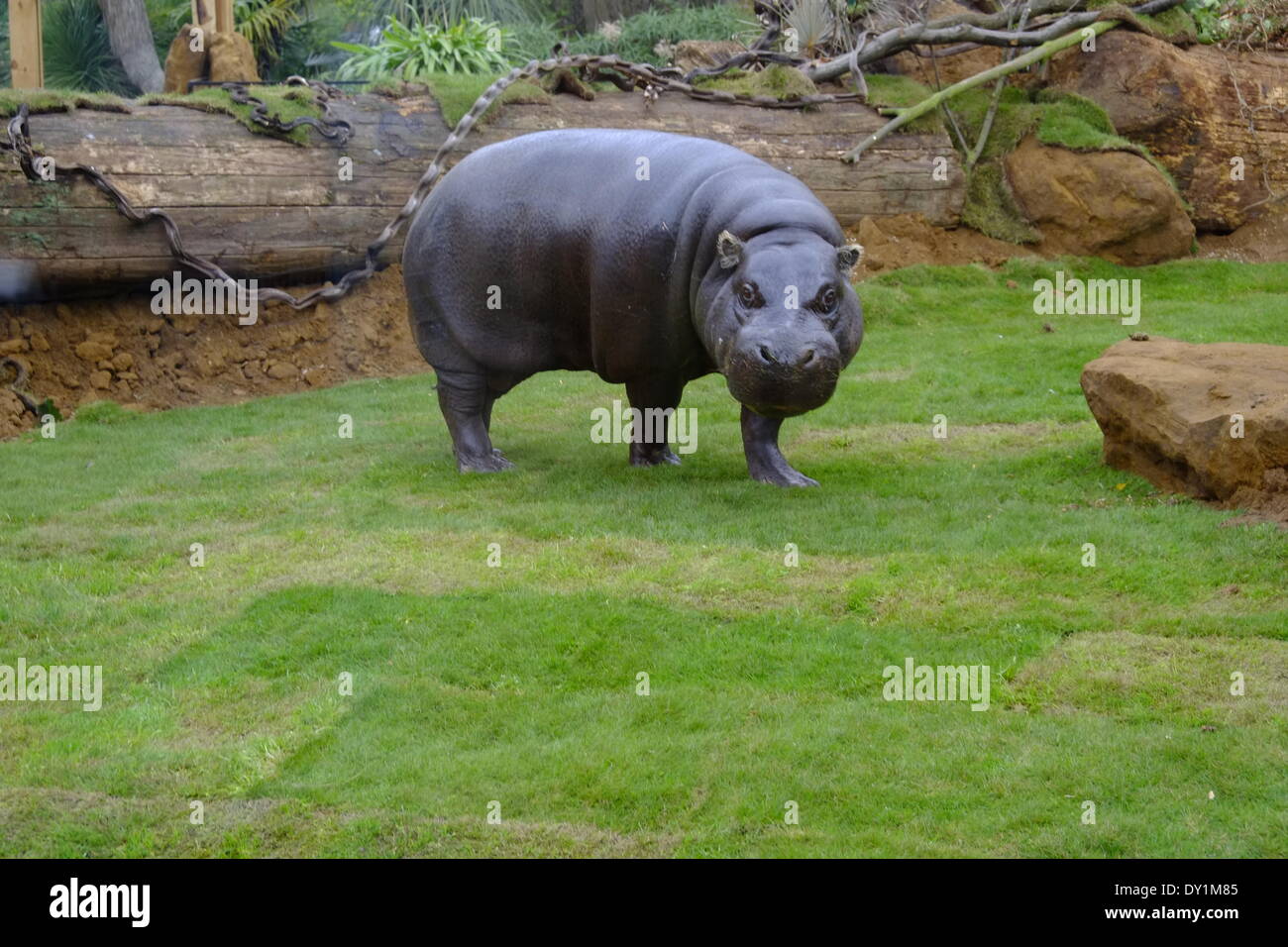 Hippo zoo london hi-res stock photography and images - Alamy