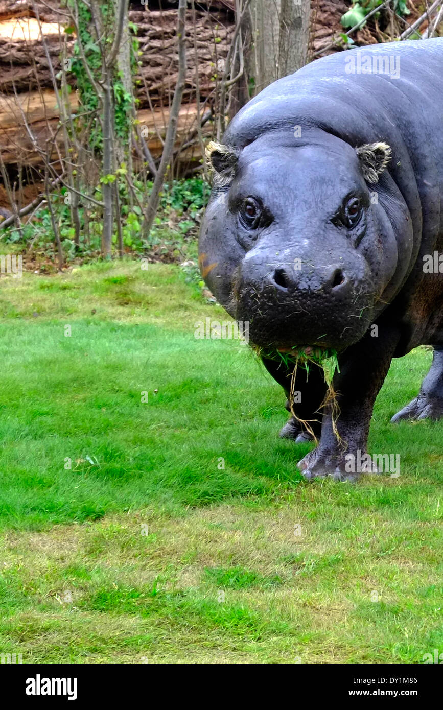Hippo zoo london hi-res stock photography and images - Alamy
