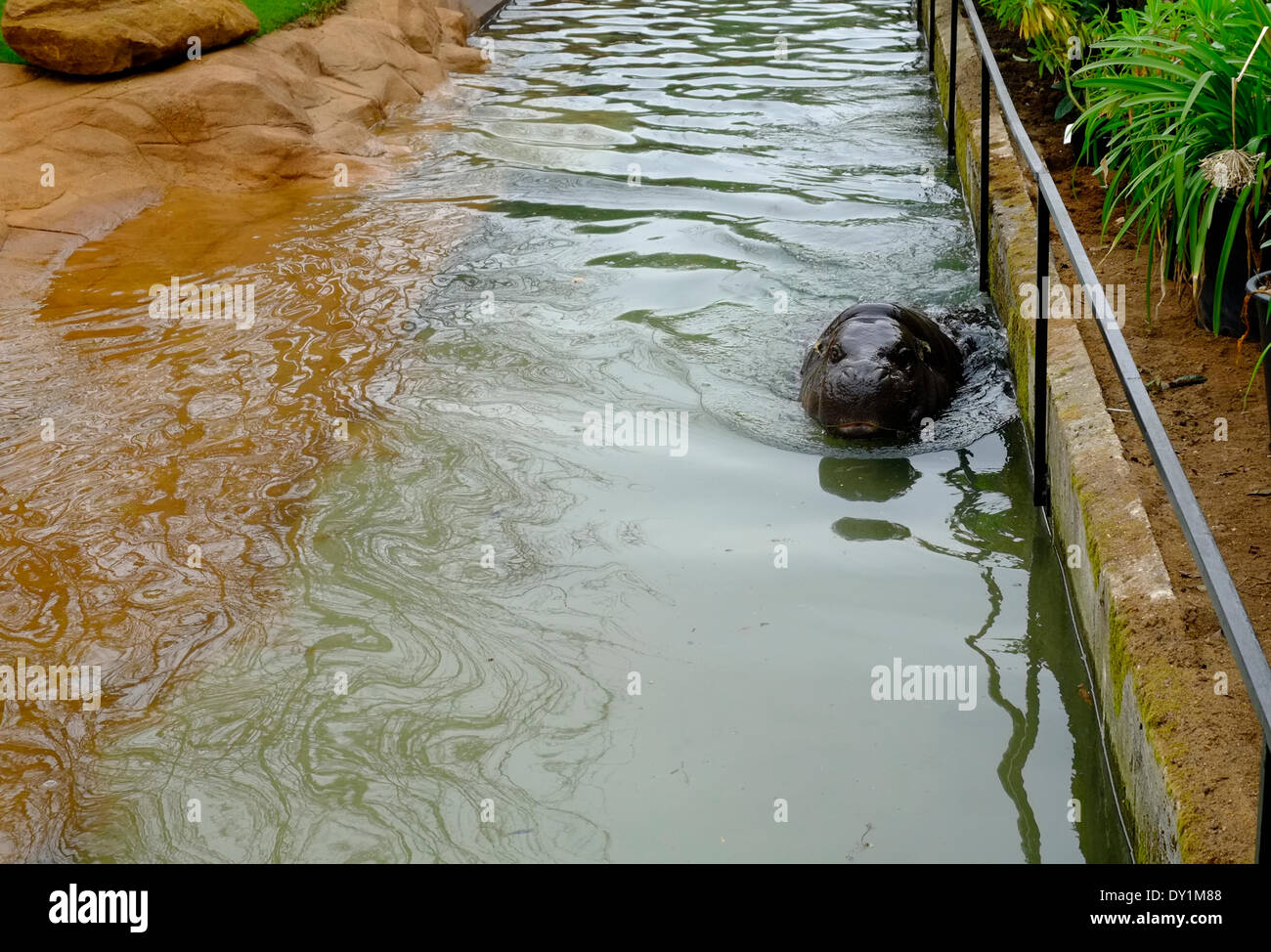 New pygmy hippo enclosure at london zoo hi-res stock photography and ...