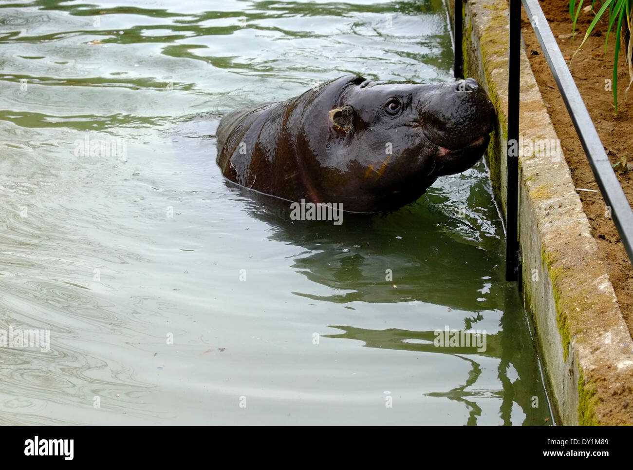 Hippo Zoo London Stock Photos & Hippo Zoo London Stock Images - Alamy