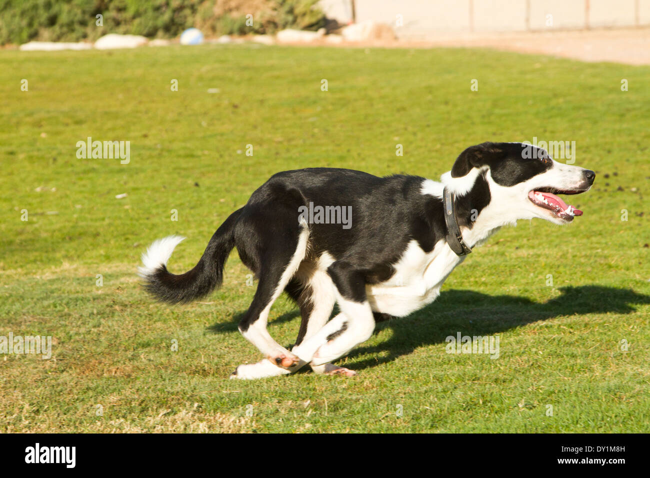 Playful border collie running in a park Stock Photo - Alamy