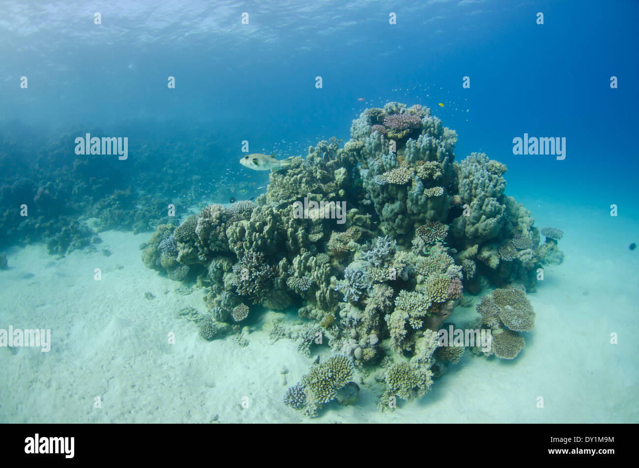 Underwater pinnacle hi-res stock photography and images - Alamy
