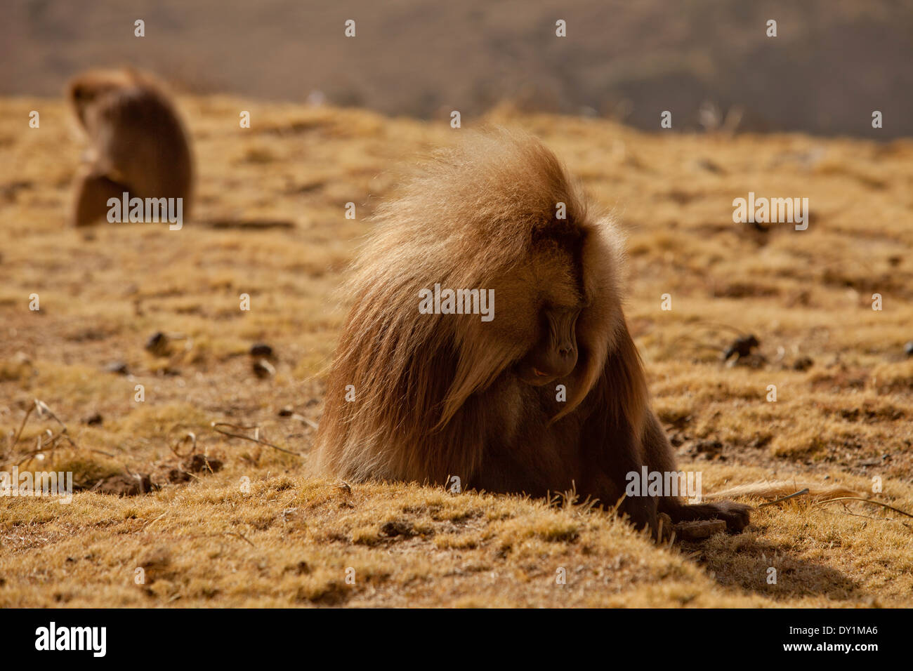 Gelada Monkeys eating Grass in Ethiopian Africa Stock Photo - Alamy