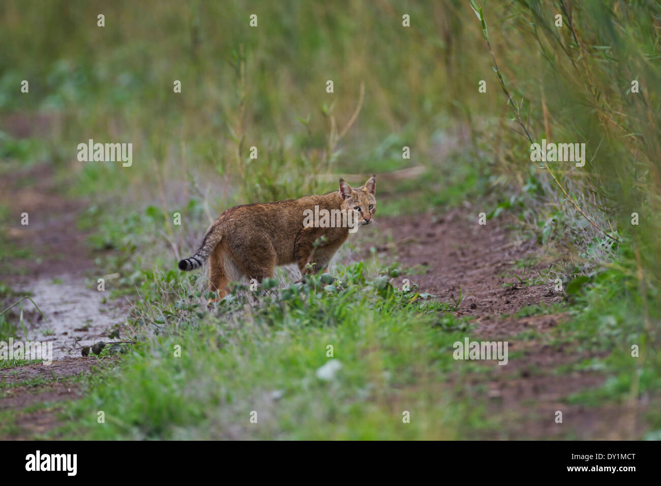 Swamp lynx hi-res stock photography and images - Alamy