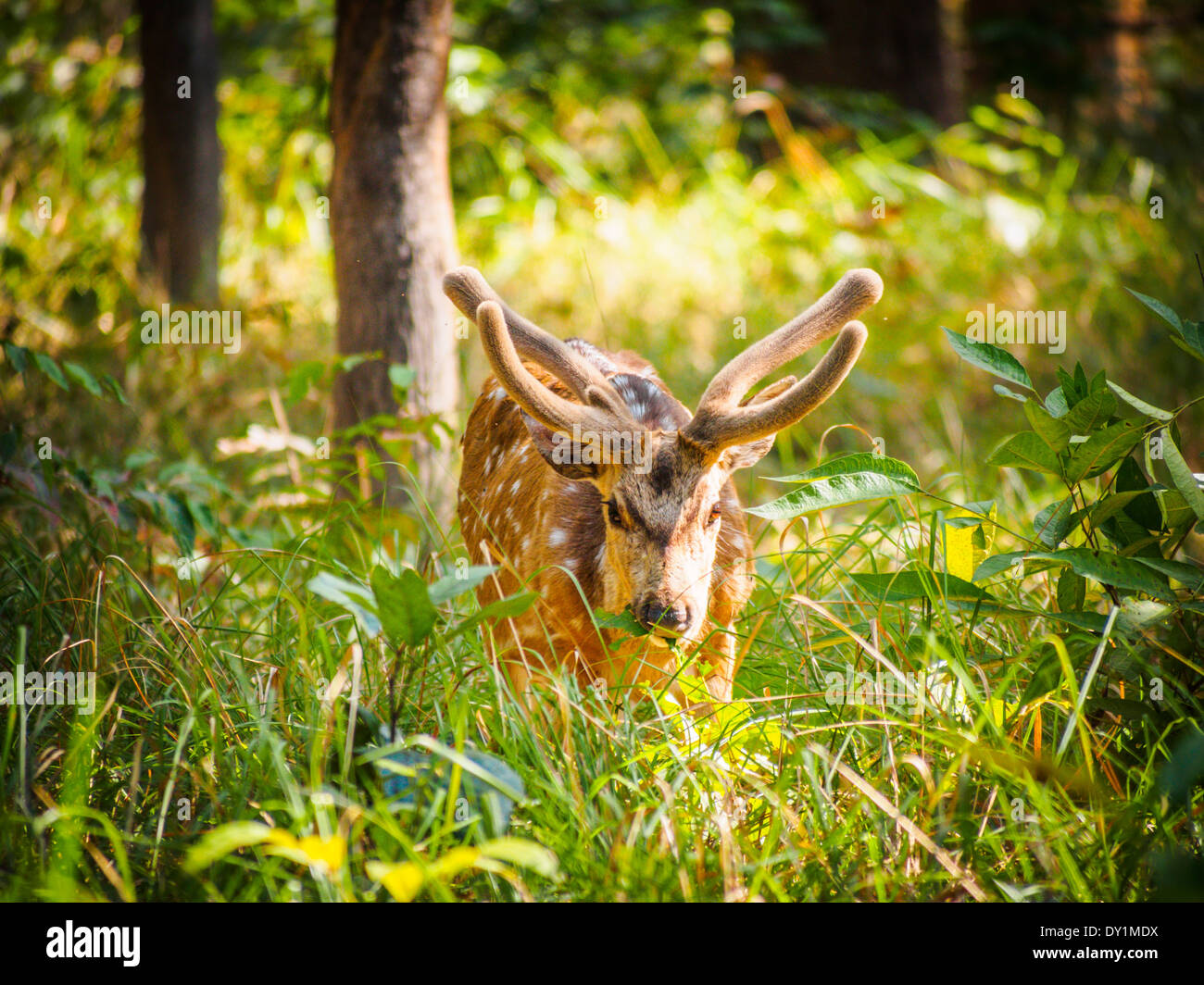 Male Chital High Resolution Stock Photography and Images - Alamy
