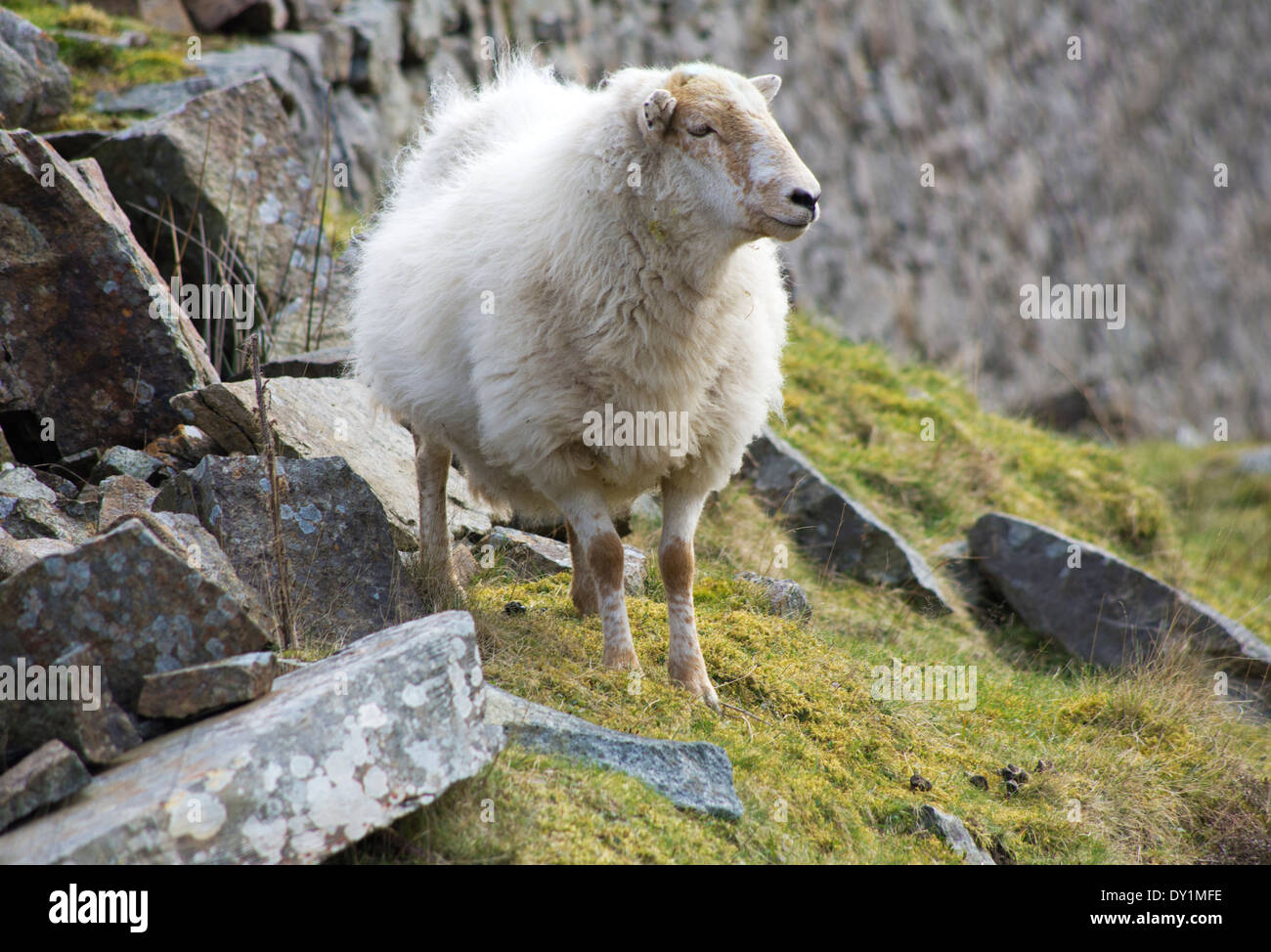 A sheep standing in the Welsh mountains Stock Photo - Alamy