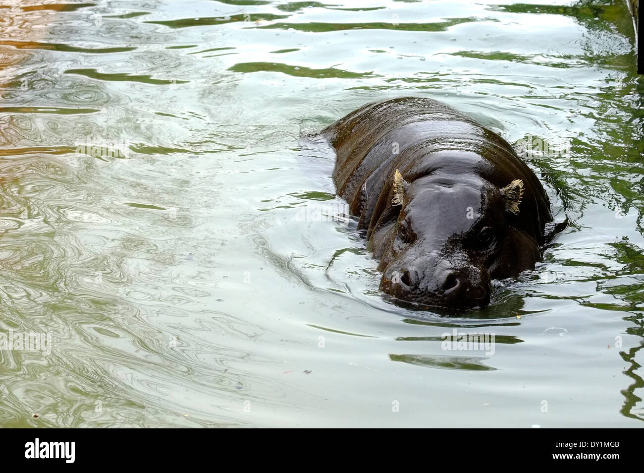 New pygmy hippo enclosure at london zoo hi-res stock photography and ...