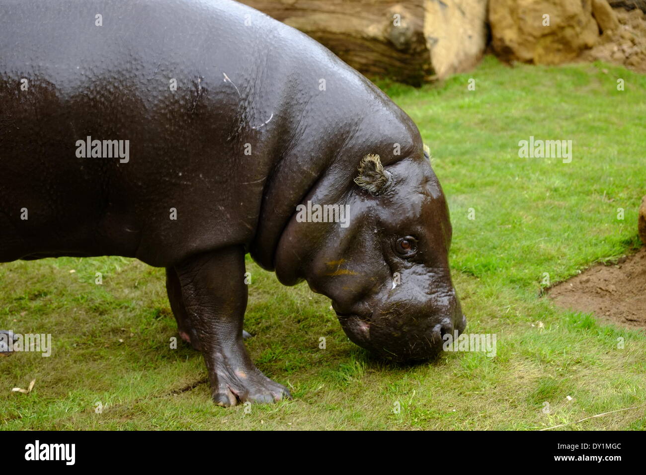 London, UK. 3rd April 2014. Pygmy Hippos explore their new enclosure at ...