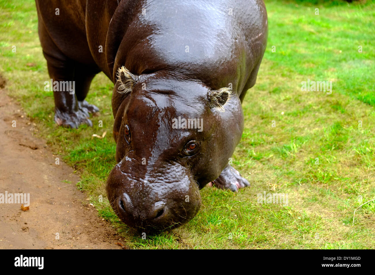 London, UK. 3rd April 2014. Pygmy Hippos explore their new enclosure at ...