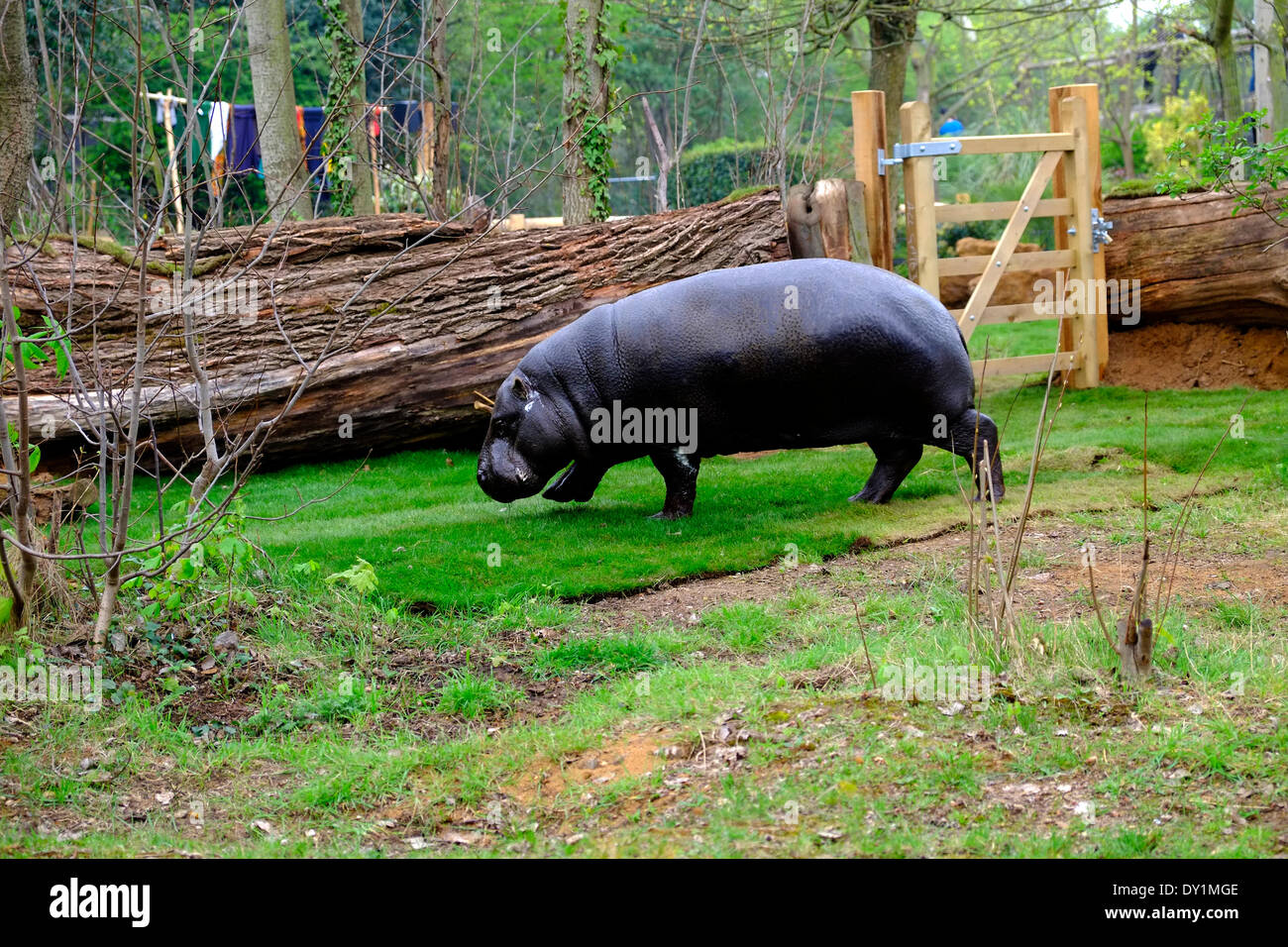 Hippo zoo london hi-res stock photography and images - Alamy