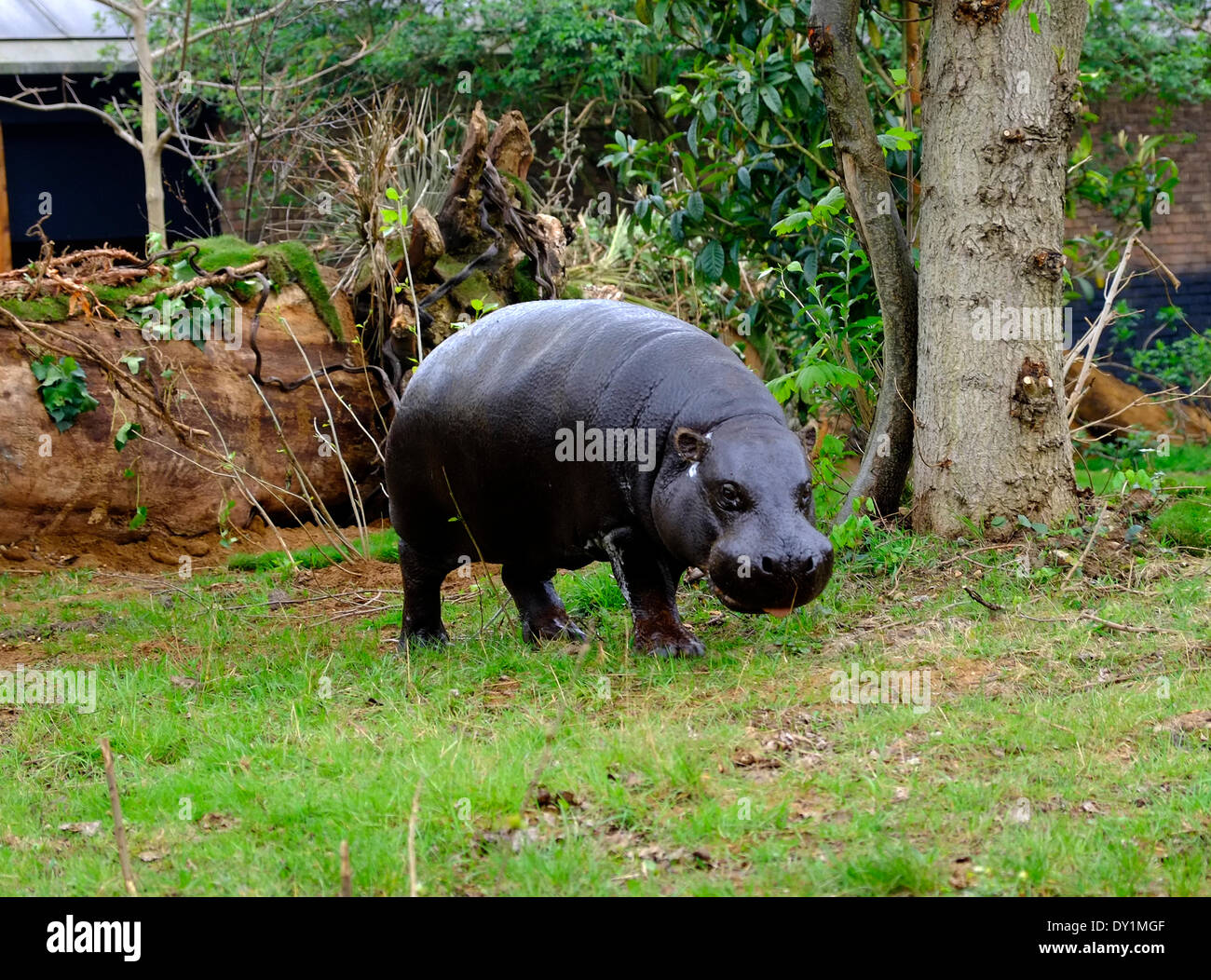 London, UK. 3rd April 2014. Pygmy Hippos explore their new enclosure at ...