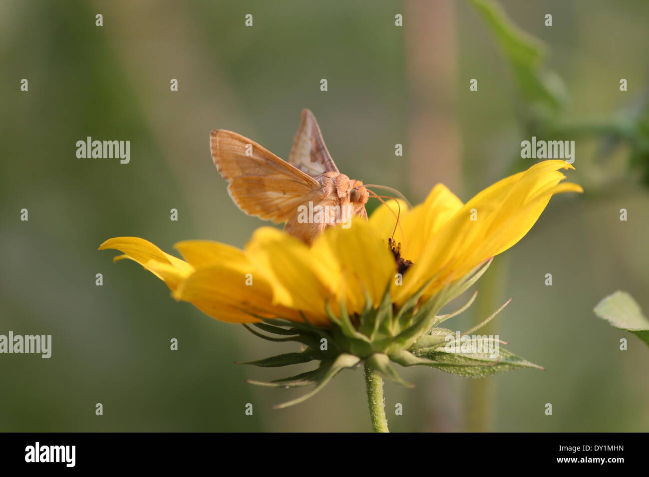 Gandhi insects hi-res stock photography and images - Alamy