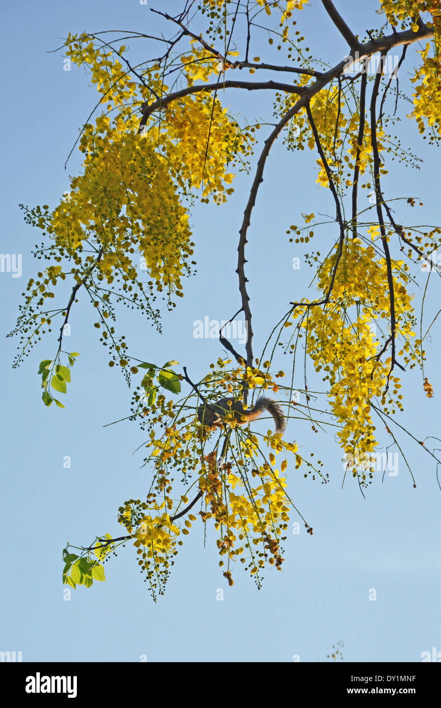 Cassia fistula tree laden with beautiful yellow flowers Stock Photo - Alamy