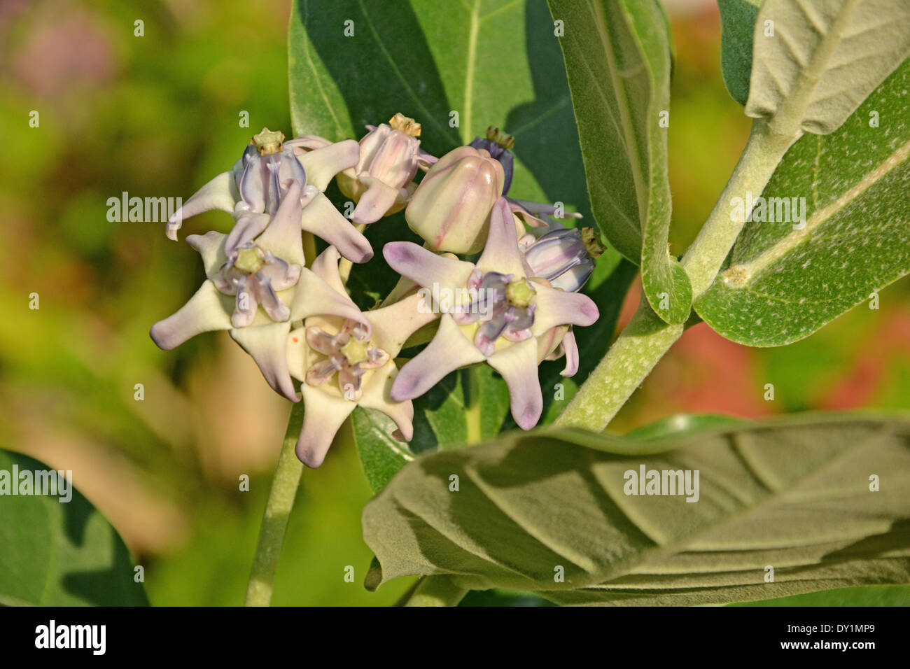 Inflorescence of Calotropis gigantea (Crown flower Stock Photo - Alamy