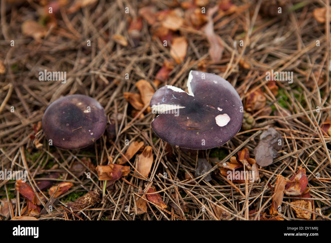Fungi growing in woodland next to sand dunes at Freshfields Nature ...