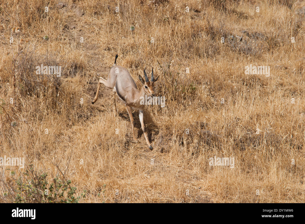Mountain Gazelle (Gazelle gazelle). Photographed in the Lower Galilee ...