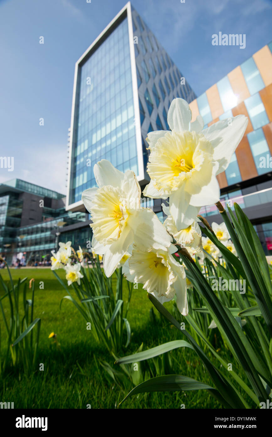 Spring flowers at Media City Salford Quays, Manchester England UK Stock ...