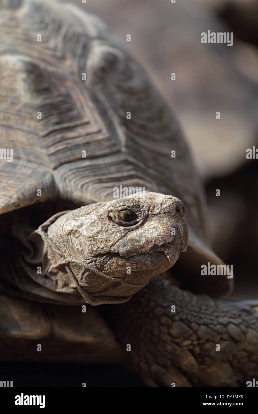 Leopard tortoise stigmochelys pardalis hi-res stock photography and ...