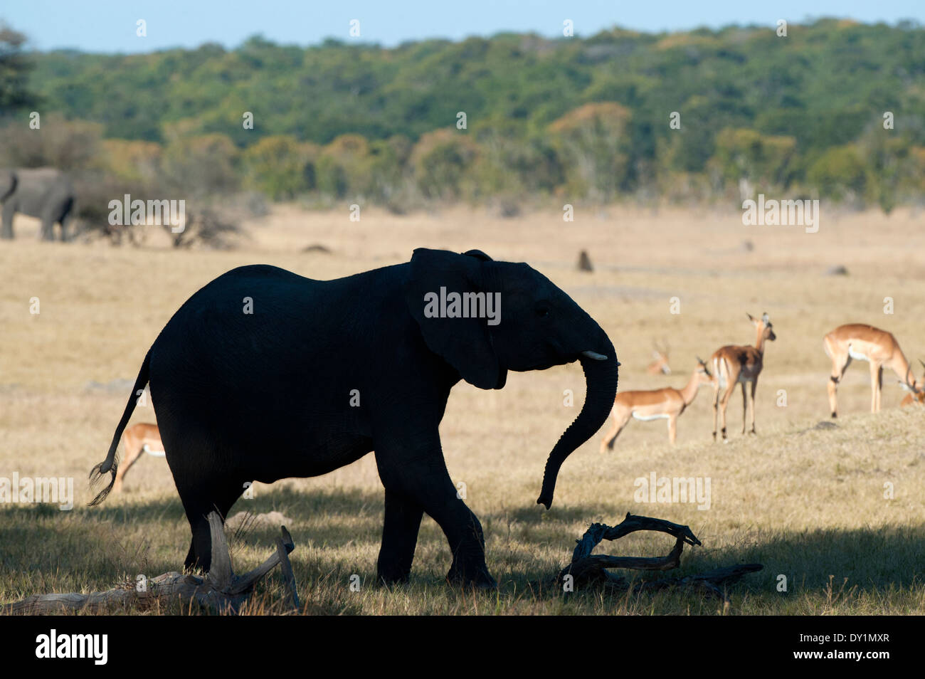 Prehistoric man eating hi-res stock photography and images - Alamy