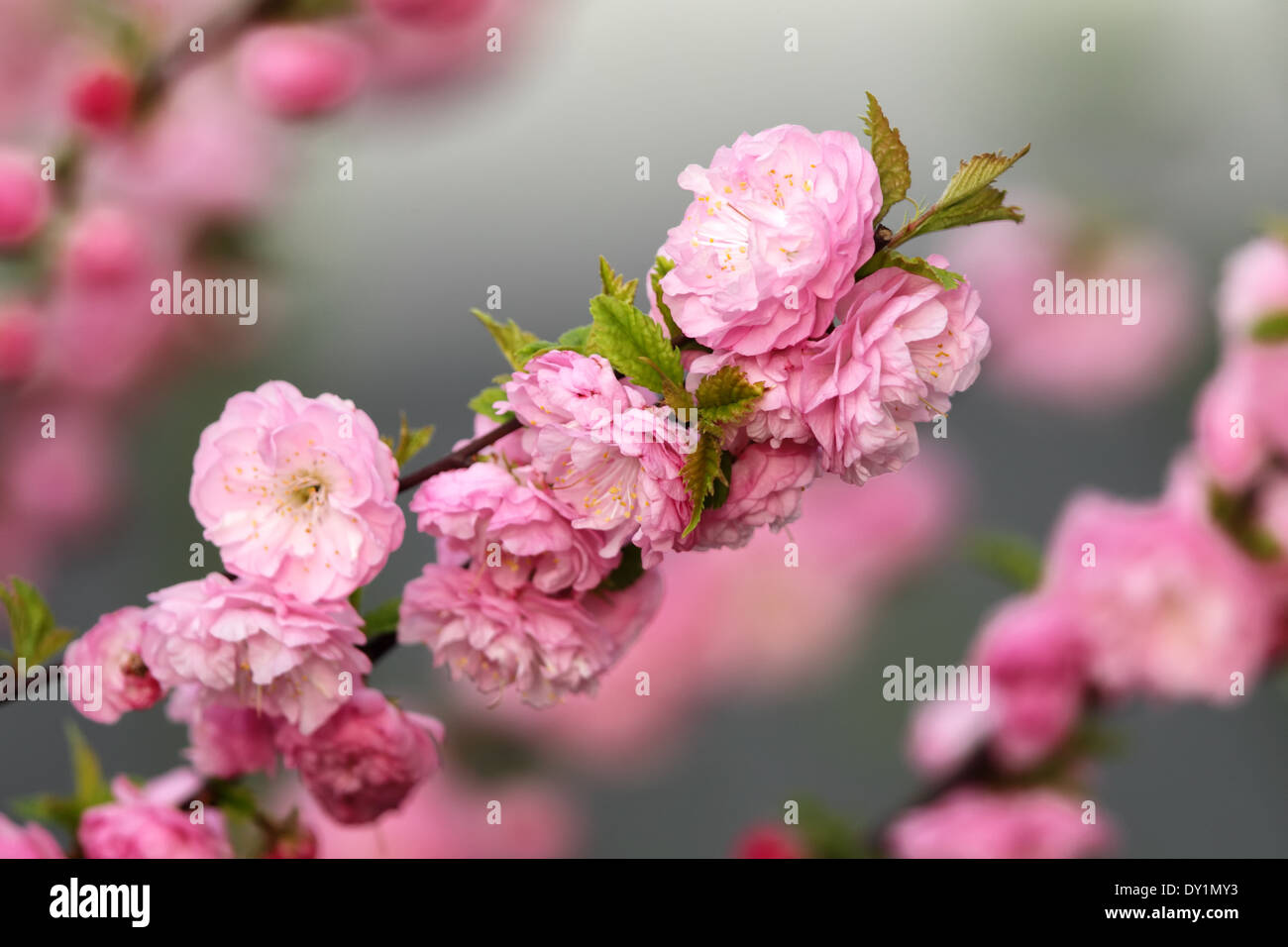 Pink Almond Blossoms in spring Stock Photo - Alamy