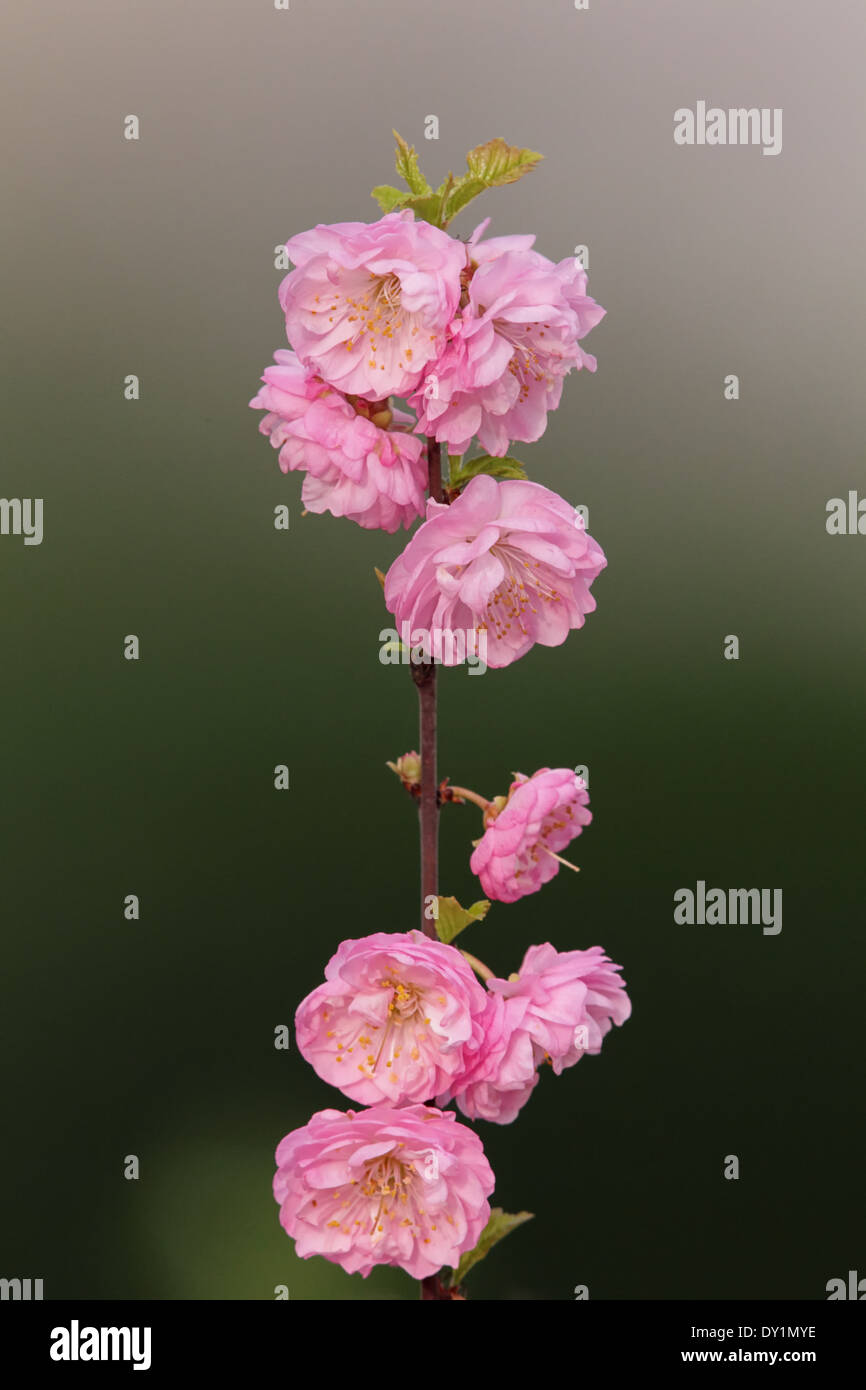 Pink Almond Blossoms in spring Stock Photo - Alamy