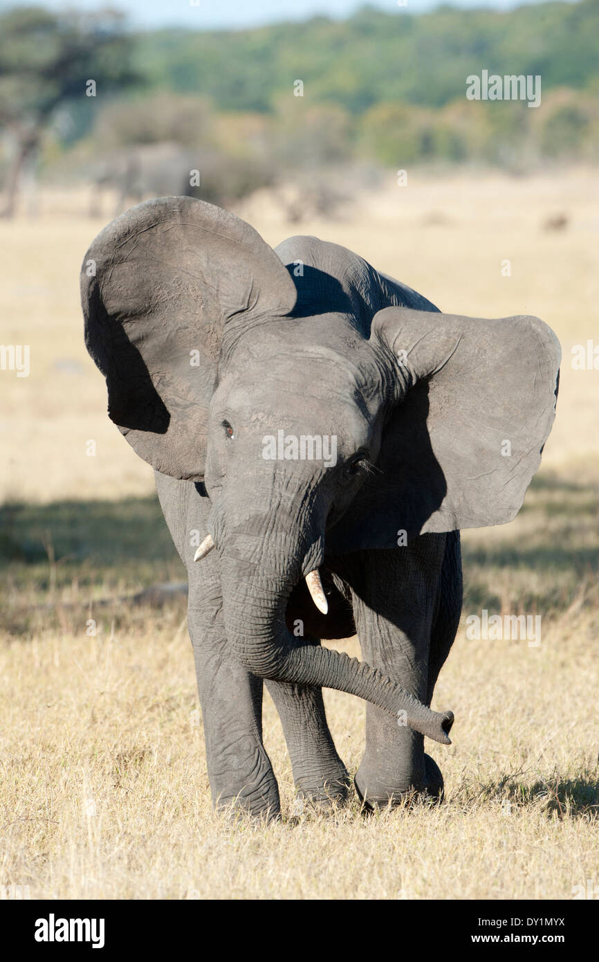 Elephant charging hi-res stock photography and images - Alamy Elephant charging hi-res stock photography and images - Alamy