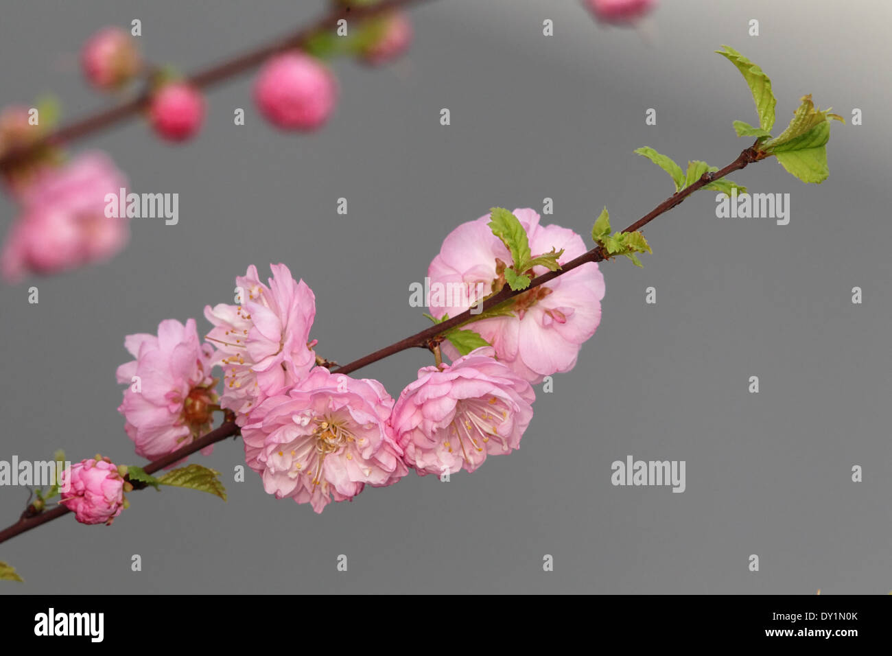 Pink Almond Blossoms in spring Stock Photo - Alamy