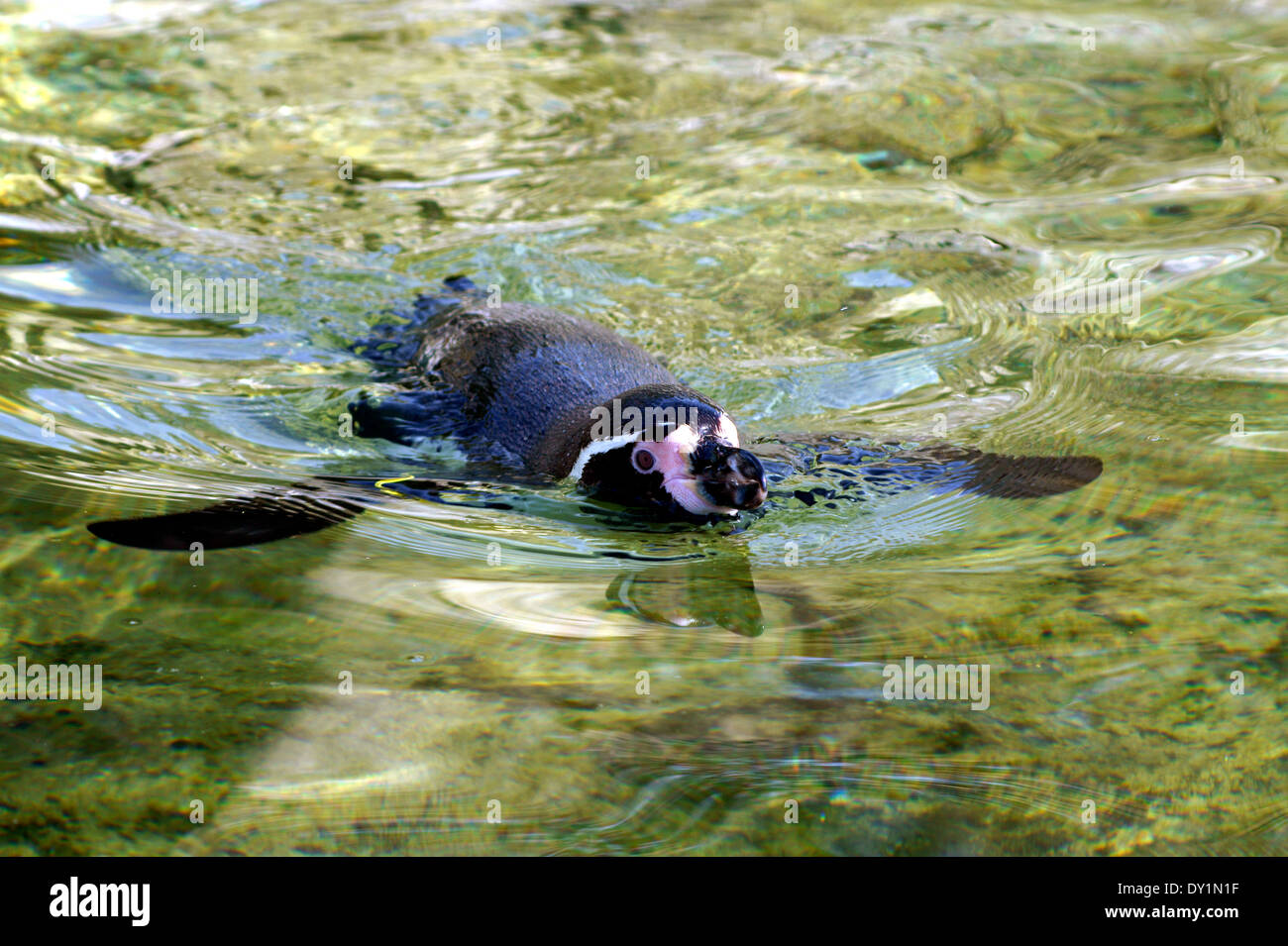Burrowing penguin hi-res stock photography and images - Alamy