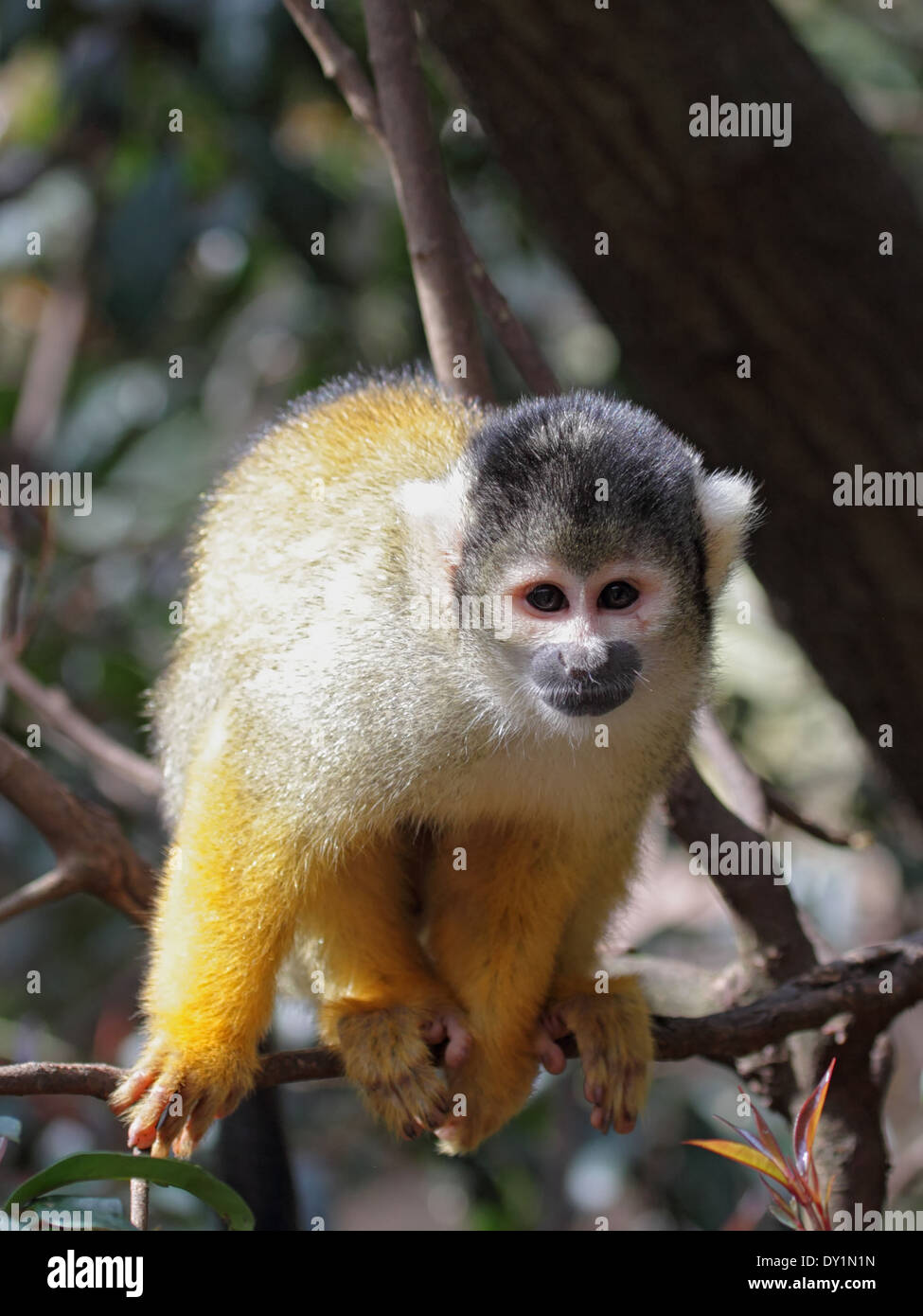 A black capped squirrel monkey hi-res stock photography and images - Alamy