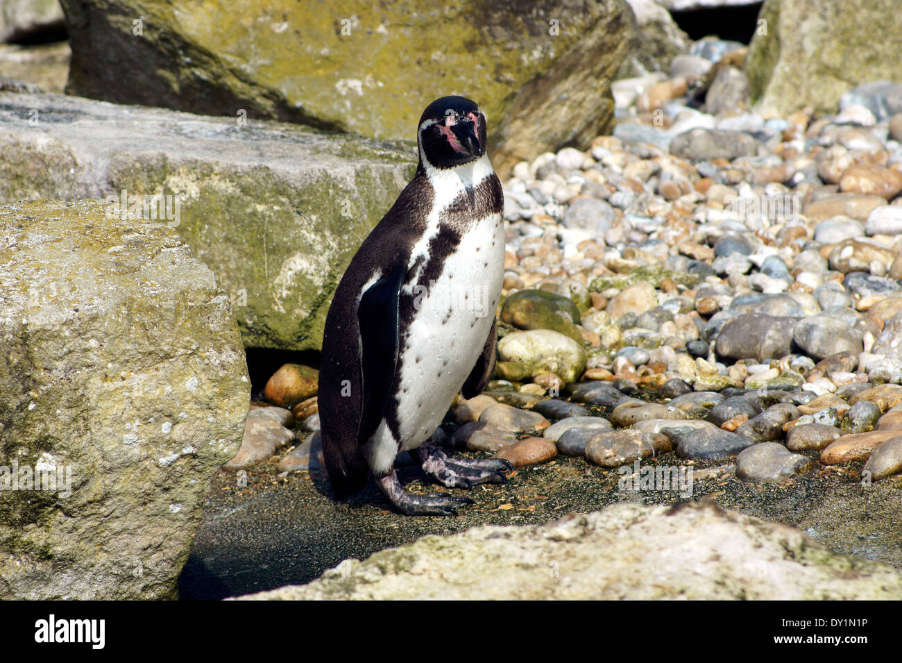 Burrowing penguin hi-res stock photography and images - Alamy