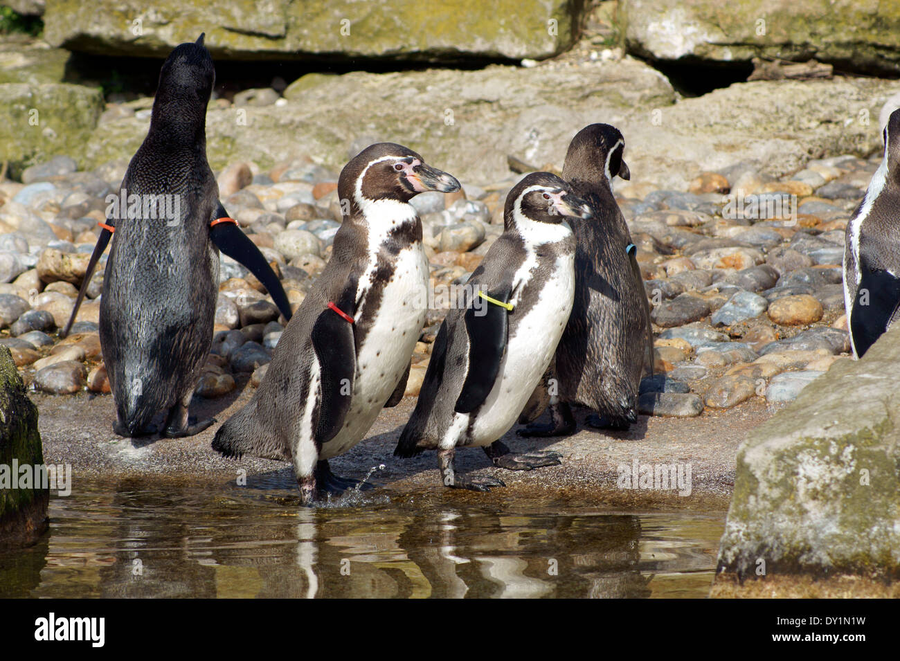 Burrowing penguin hi-res stock photography and images - Alamy