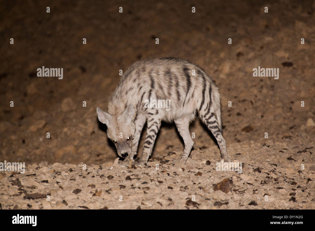 Striped Hyena (Hyaena hyaena) arava desert, israel Stock Photo - Alamy