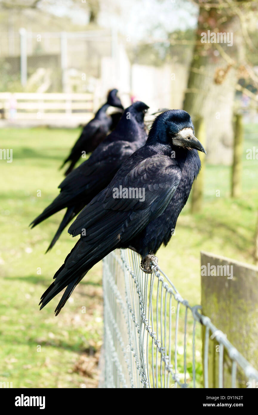Rook pie hi-res stock photography and images - Alamy