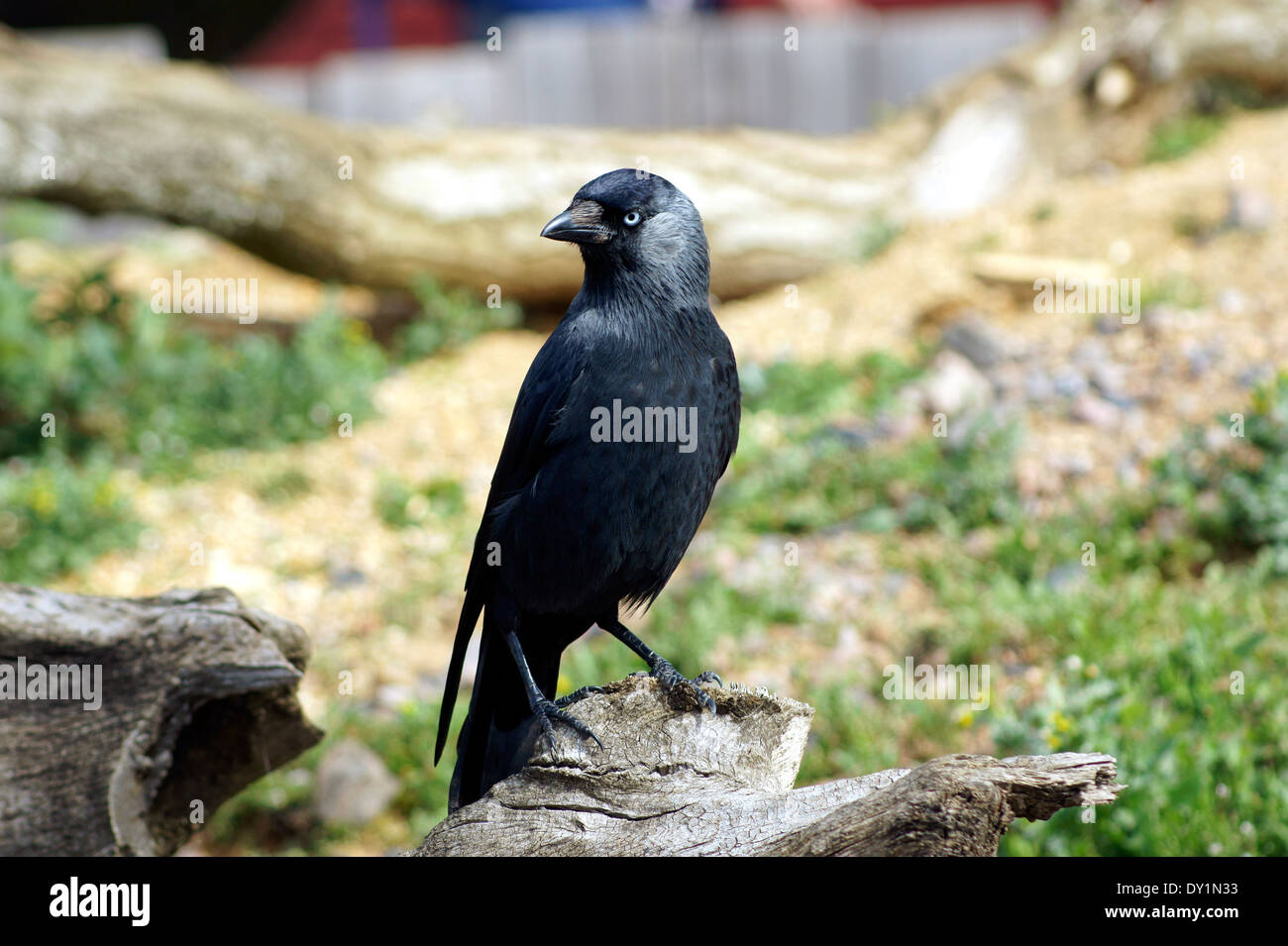 Jackdaw uk young hi-res stock photography and images - Alamy