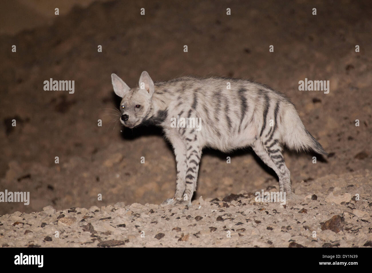 Striped Hyena (Hyaena hyaena) arava desert, israel Stock Photo - Alamy