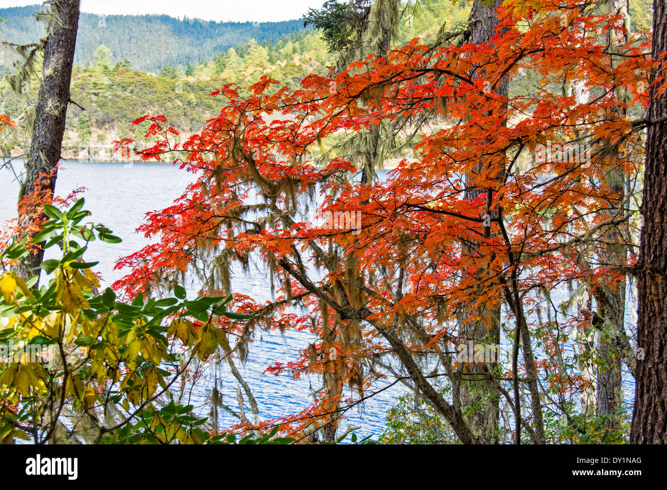 Lake and forest in Autumn Colours Photographed in China Stock Photo - Alamy