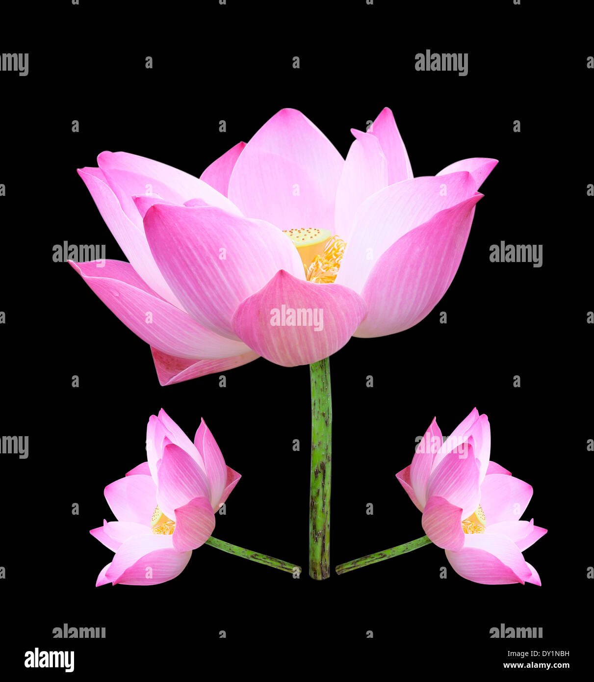 Single lotus flower isolated on black background Stock Photo - Alamy