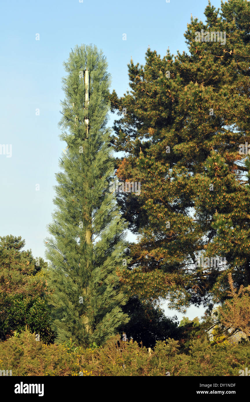 Mobile phone mast disguised as a pine tree near Dibden Purlieu on the ...