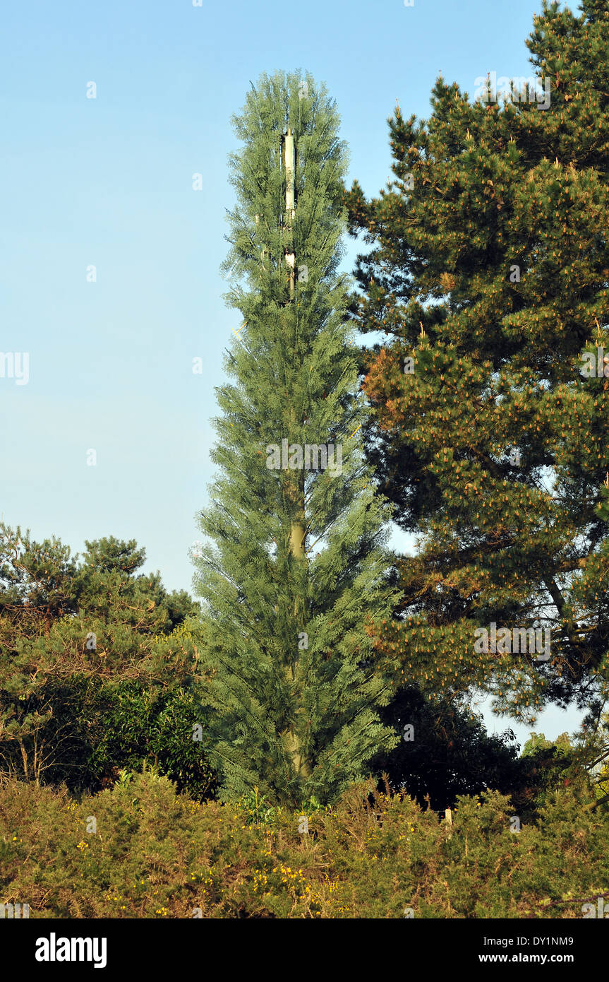 Mobile phone mast disguised as a pine tree near Dibden Purlieu on the ...