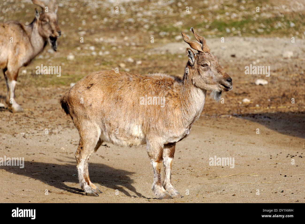 Markhor Antelope