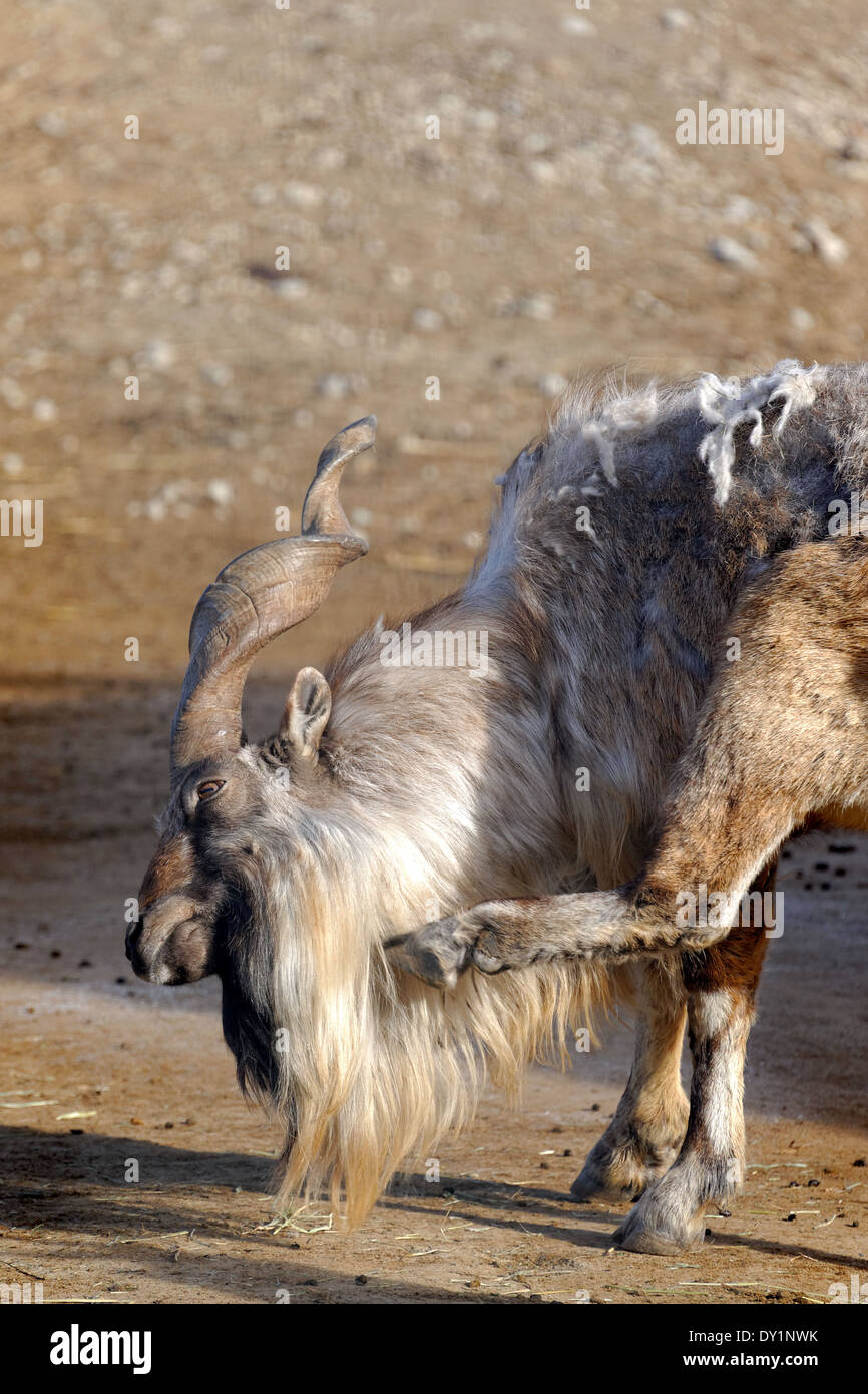 Markhor zoo hi-res stock photography and images - Alamy