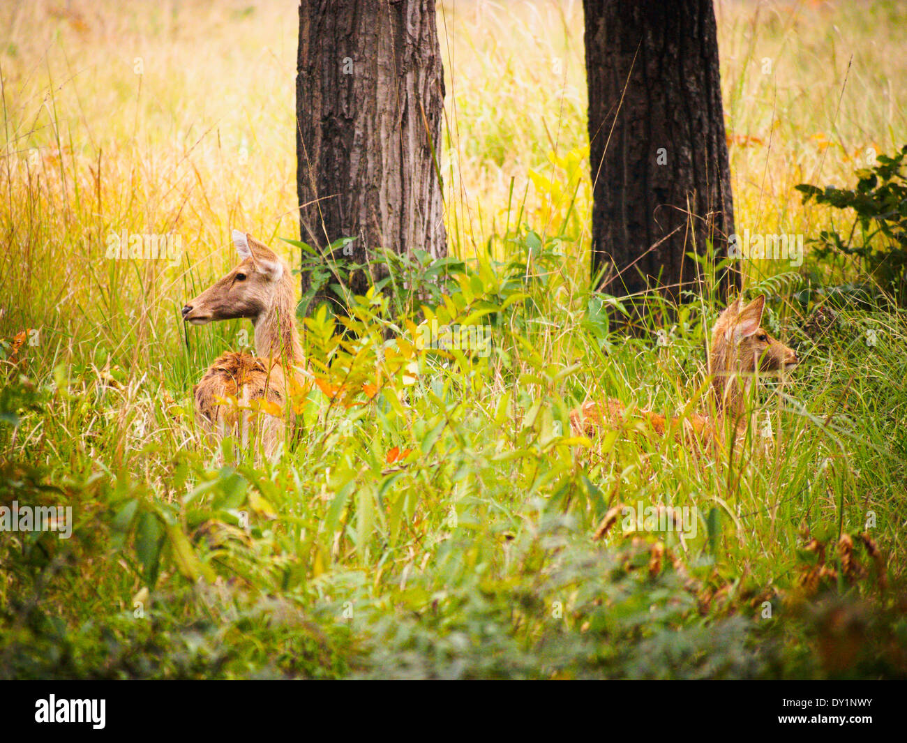 Swamp deer nepal hi-res stock photography and images - Alamy