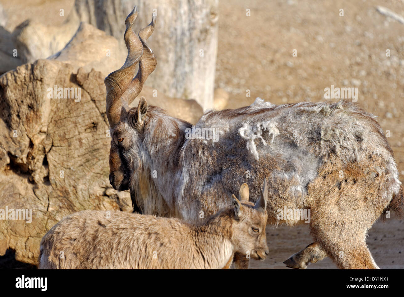 Bukharan Markhor, also known as Turkomen Markhor or Tadjik Markhor (Capra falconeri heptneri) is ...