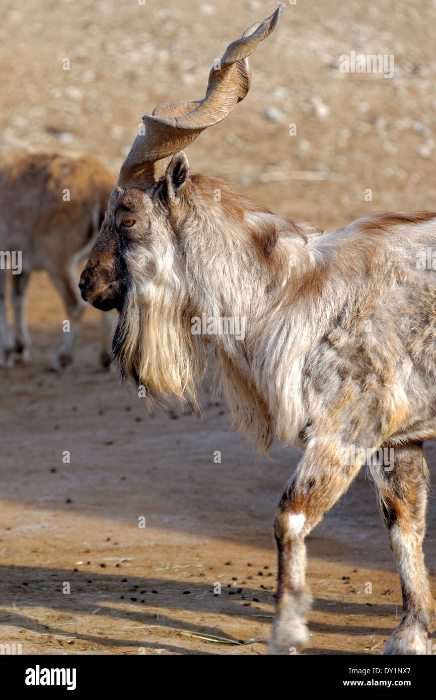 Bukharan Markhor