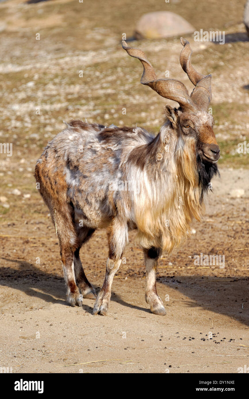 Markhor Antelope